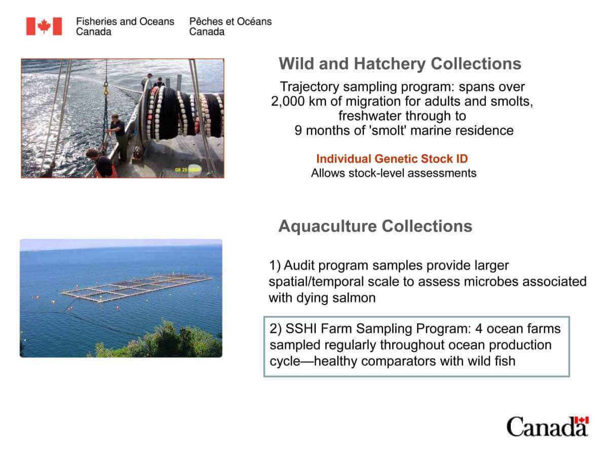 Discovery of HSMI on BC Salmon Farm | Pacific Salmon Foundation