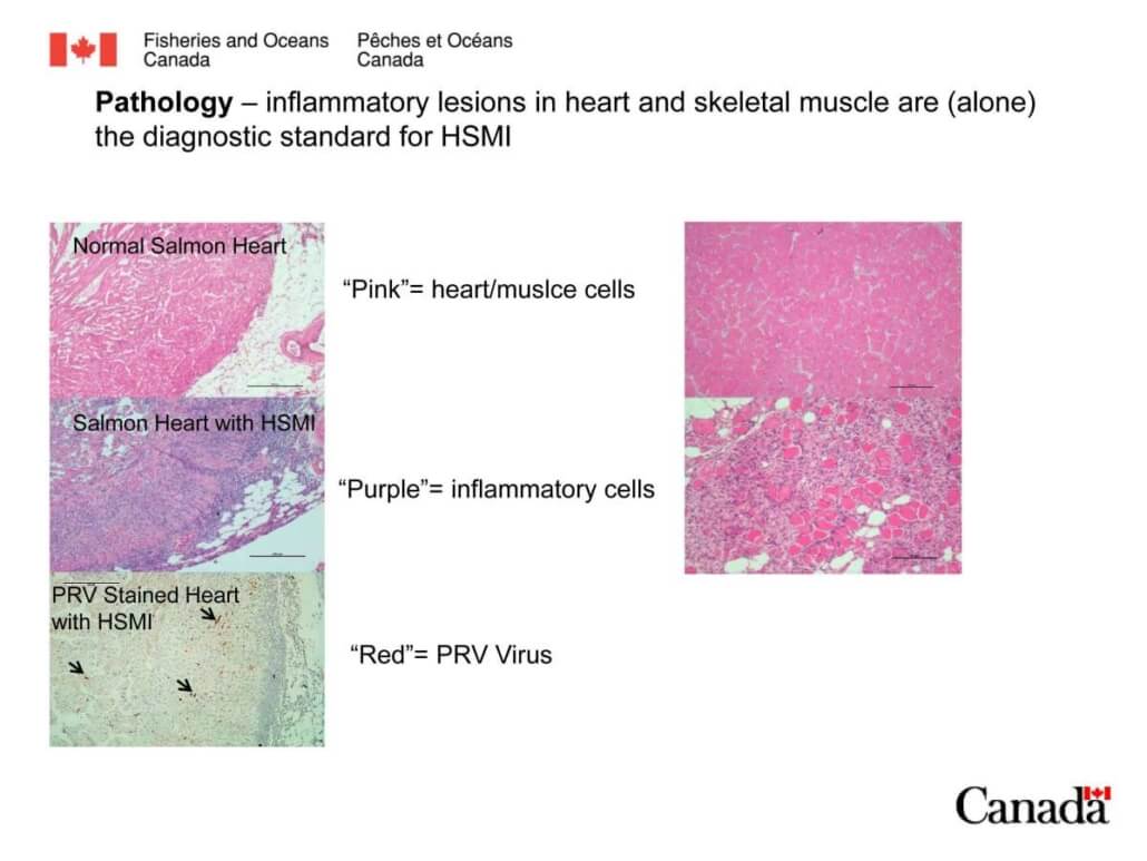 Discovery of HSMI on BC Salmon Farm | Pacific Salmon Foundation