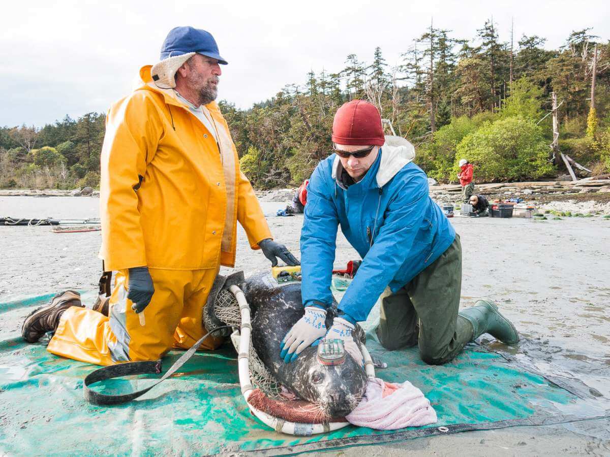 Seal Beanies Reach a Milestone | Pacific Salmon Foundation