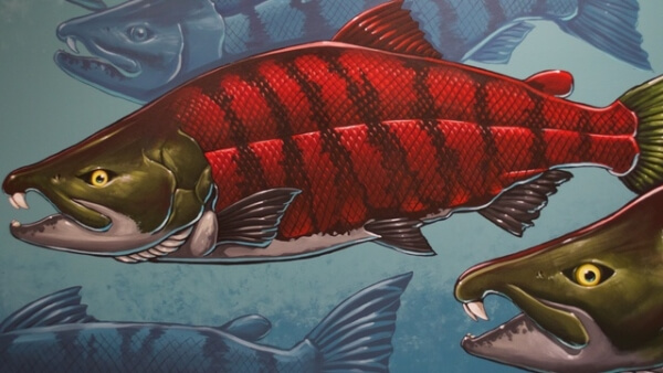 Salmon Facts | Pacific Salmon Foundation