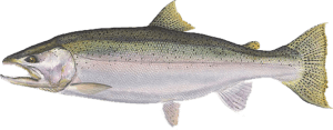 Steelhead | Pacific Salmon Foundation
