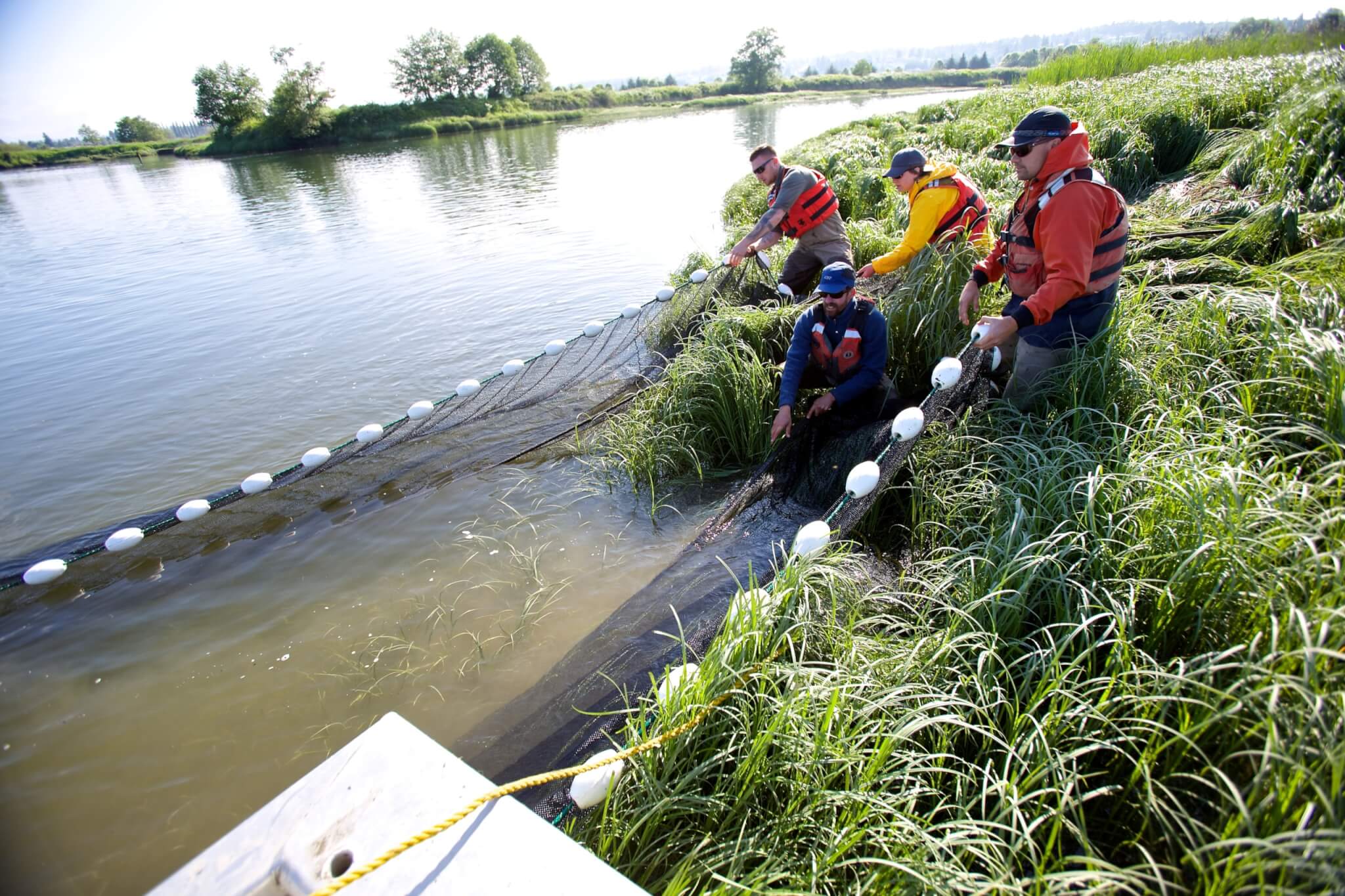 Pulling for salmon | Pacific Salmon Foundation
