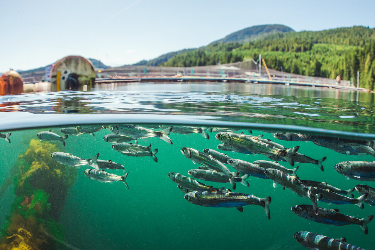 Open-net pen Atlantic salmon farms in B.C. release elevated pathogen ...