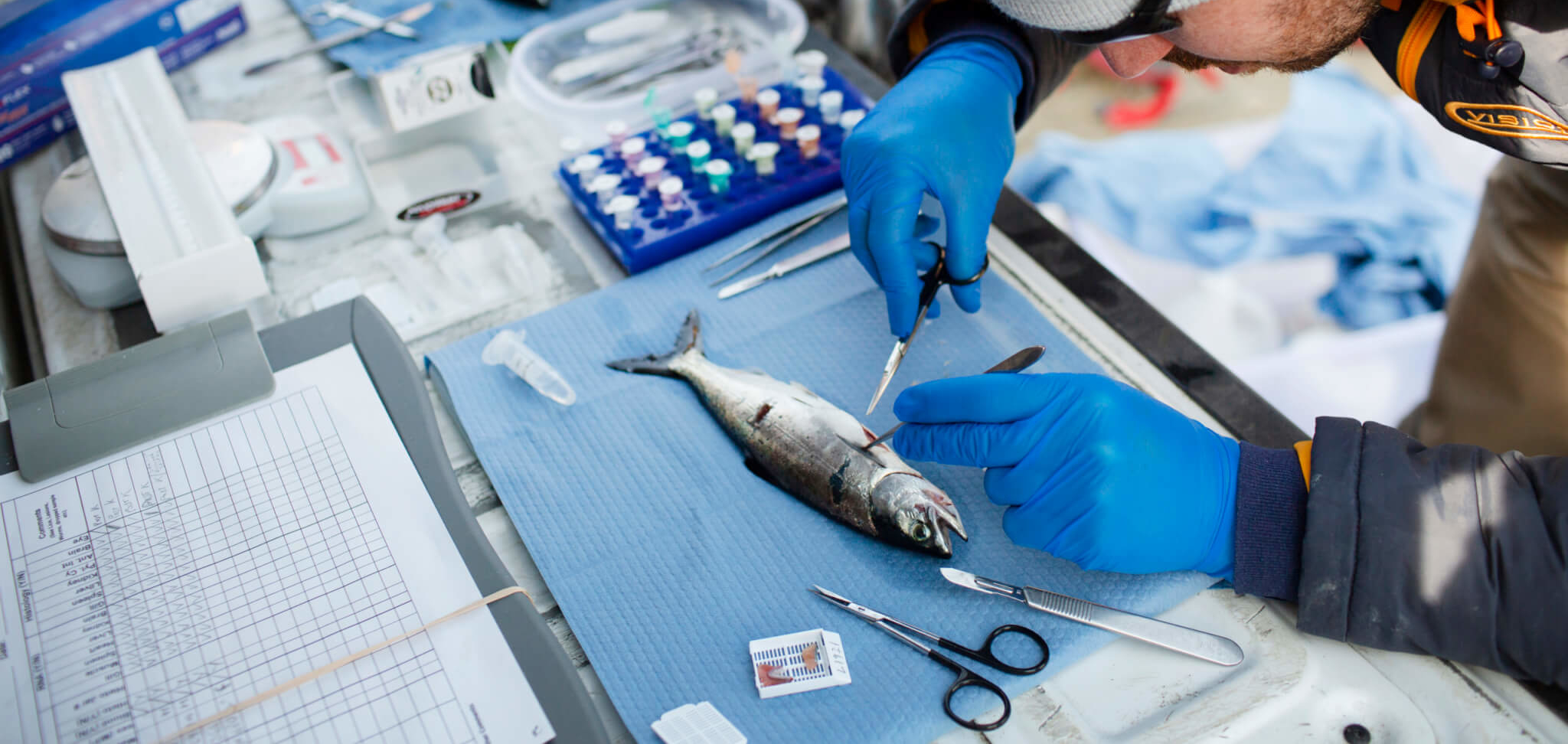 Salmon Health: Recent Studies Pack 1-2 Punch Against Open-net Salmon ...