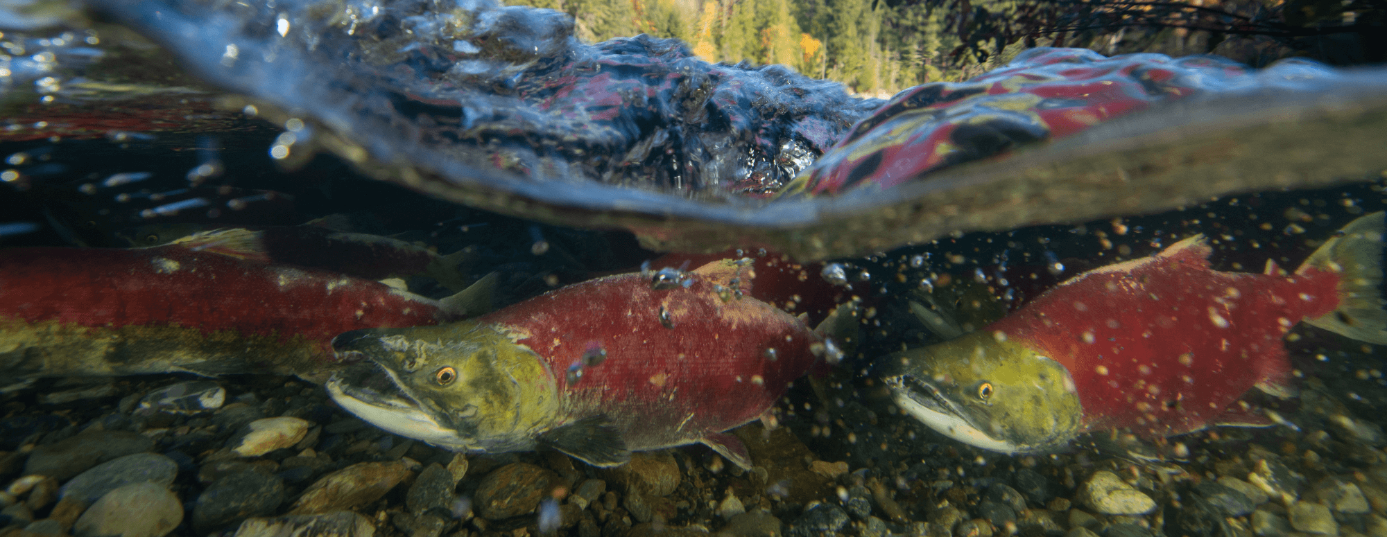 Salmon Return to Lower Mainland Streams | Pacific Salmon Foundation