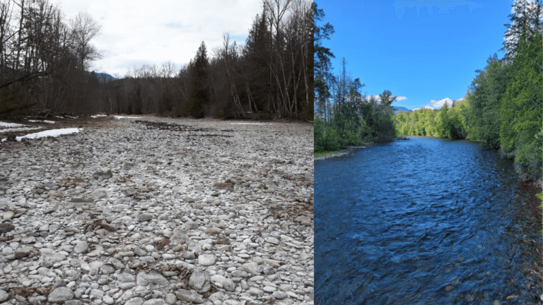 Celebrate the 2022 Adams River sockeye run | Pacific Salmon Foundation