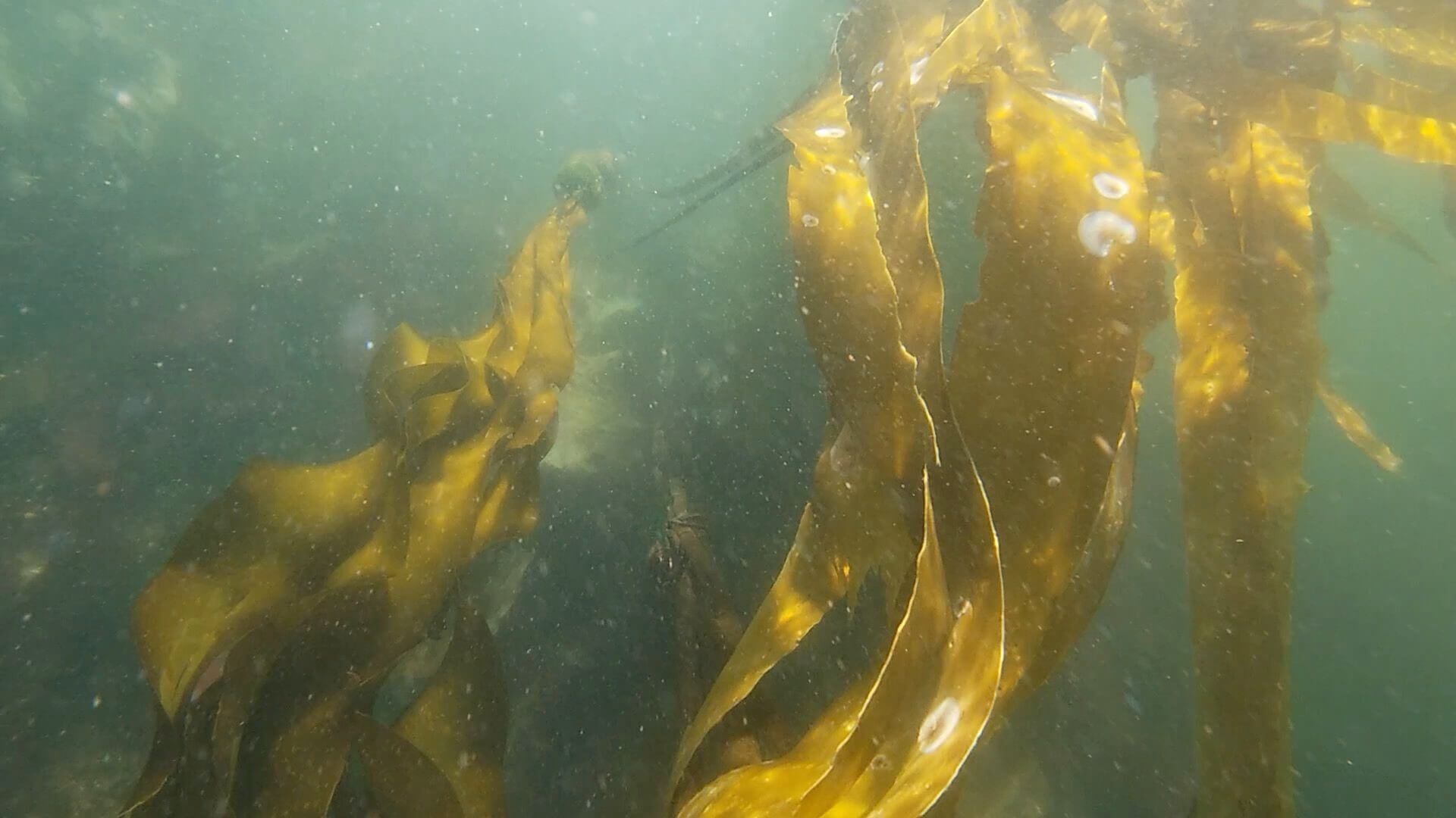 Psf Supports Sfu Led Biobank That Aims To Save West Coast Kelp Forests Pacific Salmon Foundation