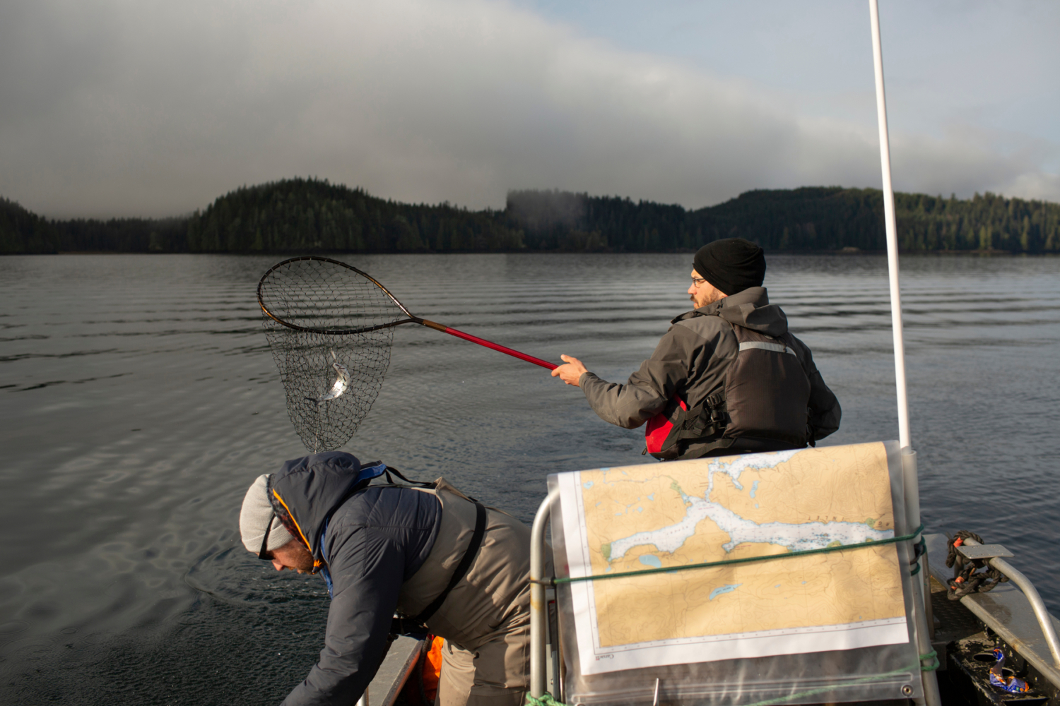 Study investigates presence of infectious agents in wild Pacific salmon ...