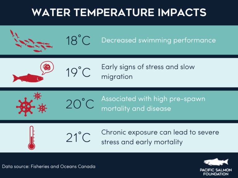 Warm water temperatures in the Fraser and Columbia pose risk to sockeye ...