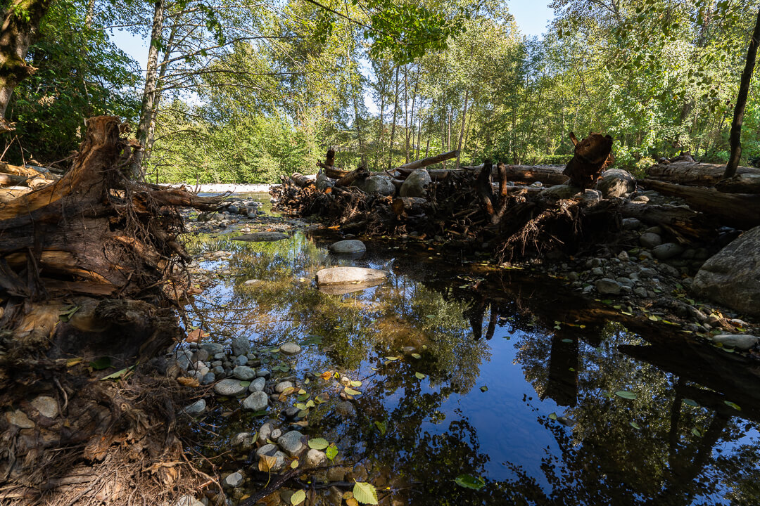 Habitat haven for juvenile salmon on the North Shore | Pacific Salmon ...