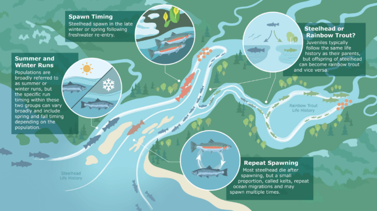 Steelhead data reveal major conservation concerns across B.C. | Pacific ...