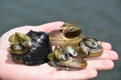 PSF Supports Surveillance of Invasive Mussels | Pacific Salmon Foundation