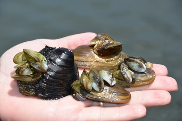PSF Supports Surveillance of Invasive Mussels | Pacific Salmon Foundation