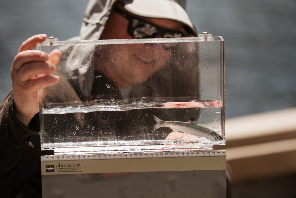 After the fish farms | Pacific Salmon Foundation